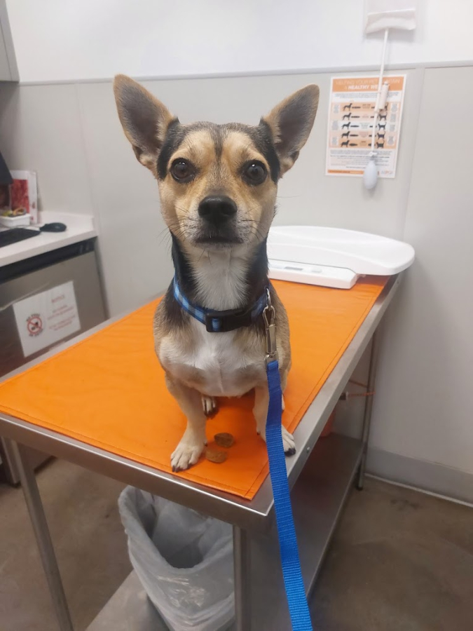 Veterinarians - ASPCA Miami Community Veterinary Clinic. Miami, 1320 NW ...